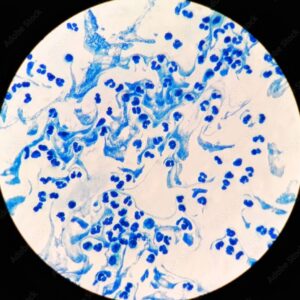 National Bio Vet Lab