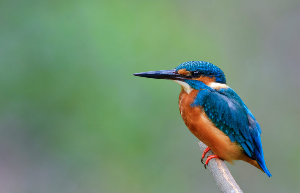 Necropsy – National Bio Vet Lab